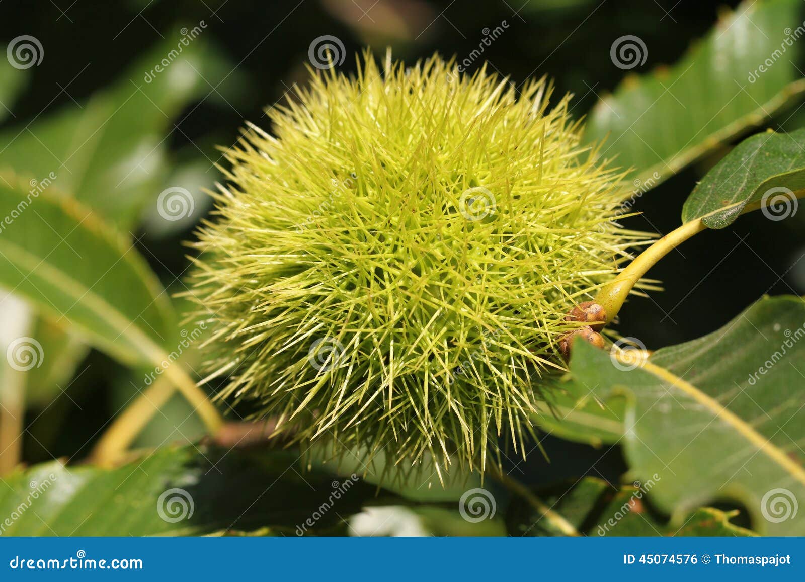 Young chestnut stock photo. Image of nutrition, vegetable - 45074576