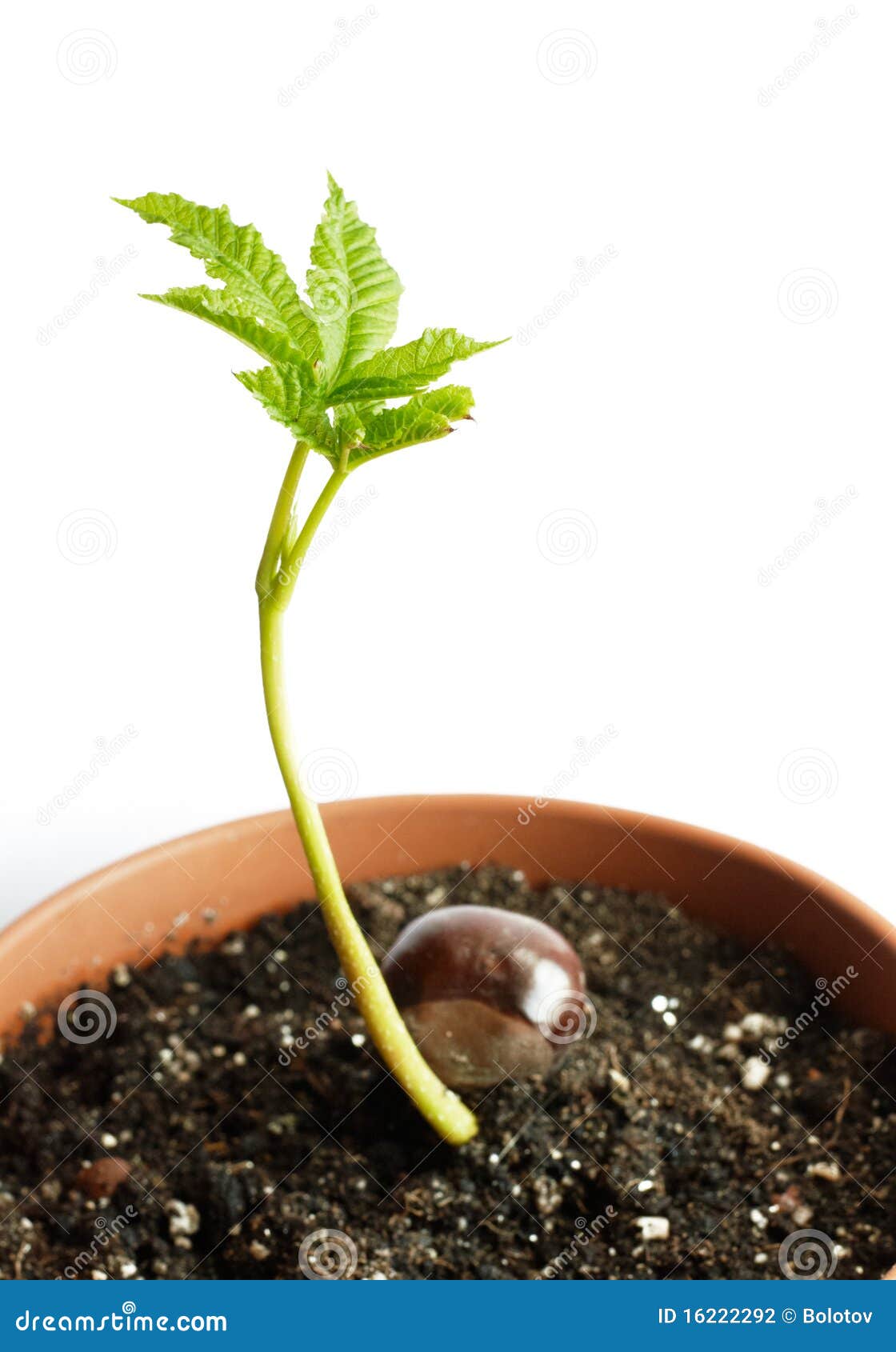 Young chestnut sprout stock photo. Image of root, leaf - 16222292