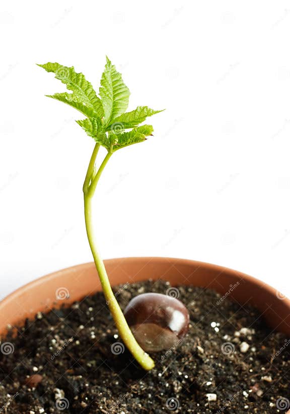 Young chestnut sprout stock photo. Image of root, leaf - 16222292