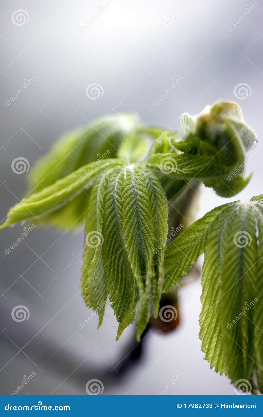 Young chestnut tree leafs stock image. Image of color - 17982733