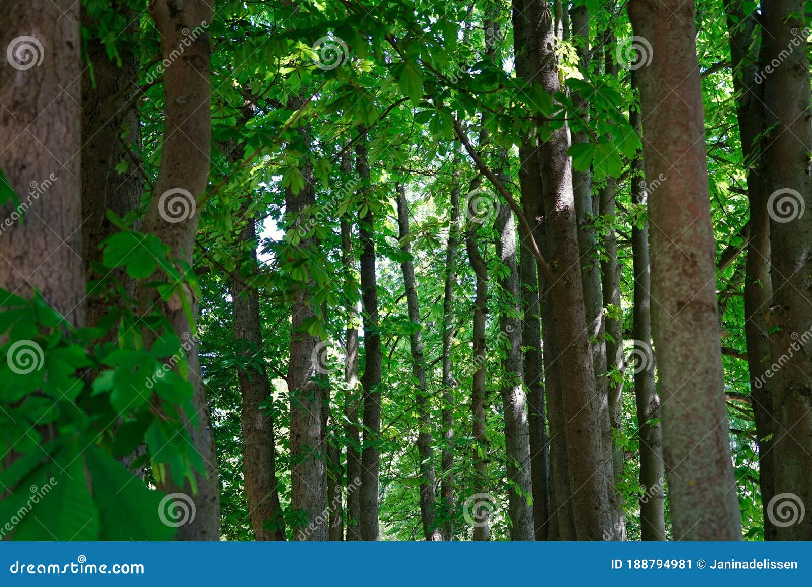 Young chestnut trees stock image. Image of green, park - 188794981