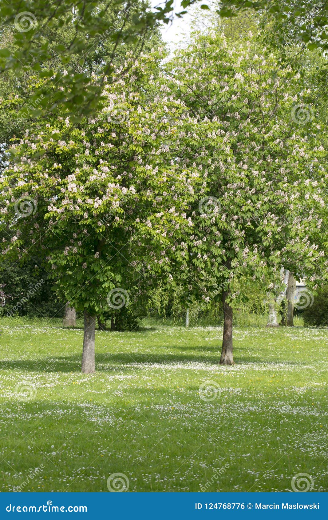 Young Chestnut Trees Grow in the Park Stock Photo - Image of fruits ...