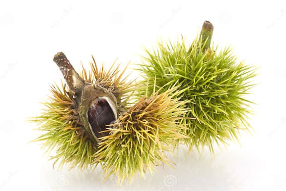 Young chestnuts. stock photo. Image of chestnut, nature - 10990934
