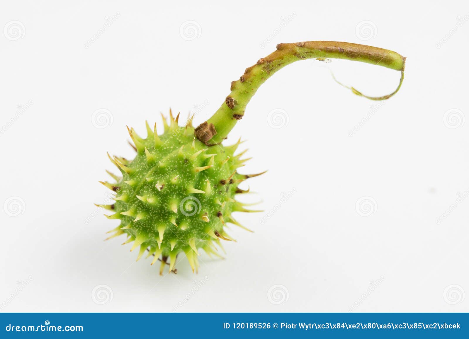 Young Chestnuts Lying on a White Table. Small Chestnut Fruit in Stock ...