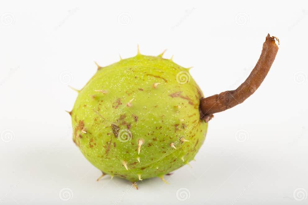 Young Chestnuts on a White Table. Chestnut Fruit in Shell Stock Image ...