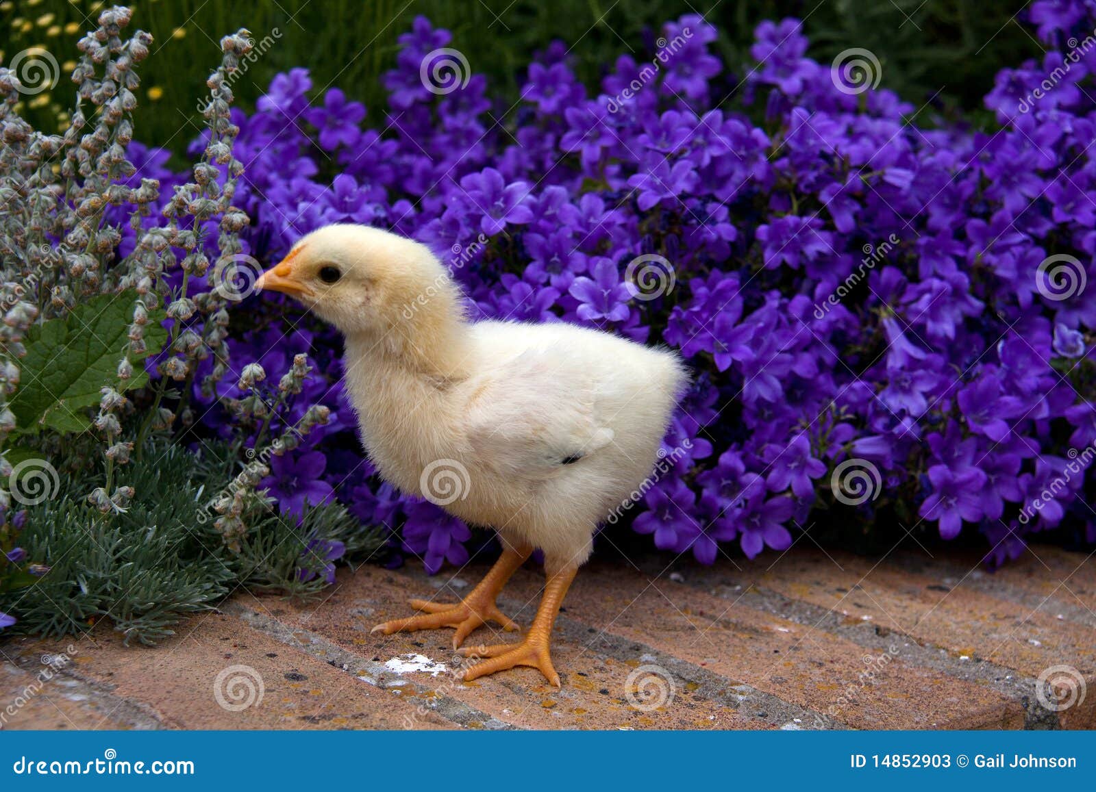 Young chick stock image. Image of male, purple, bird - 14852903