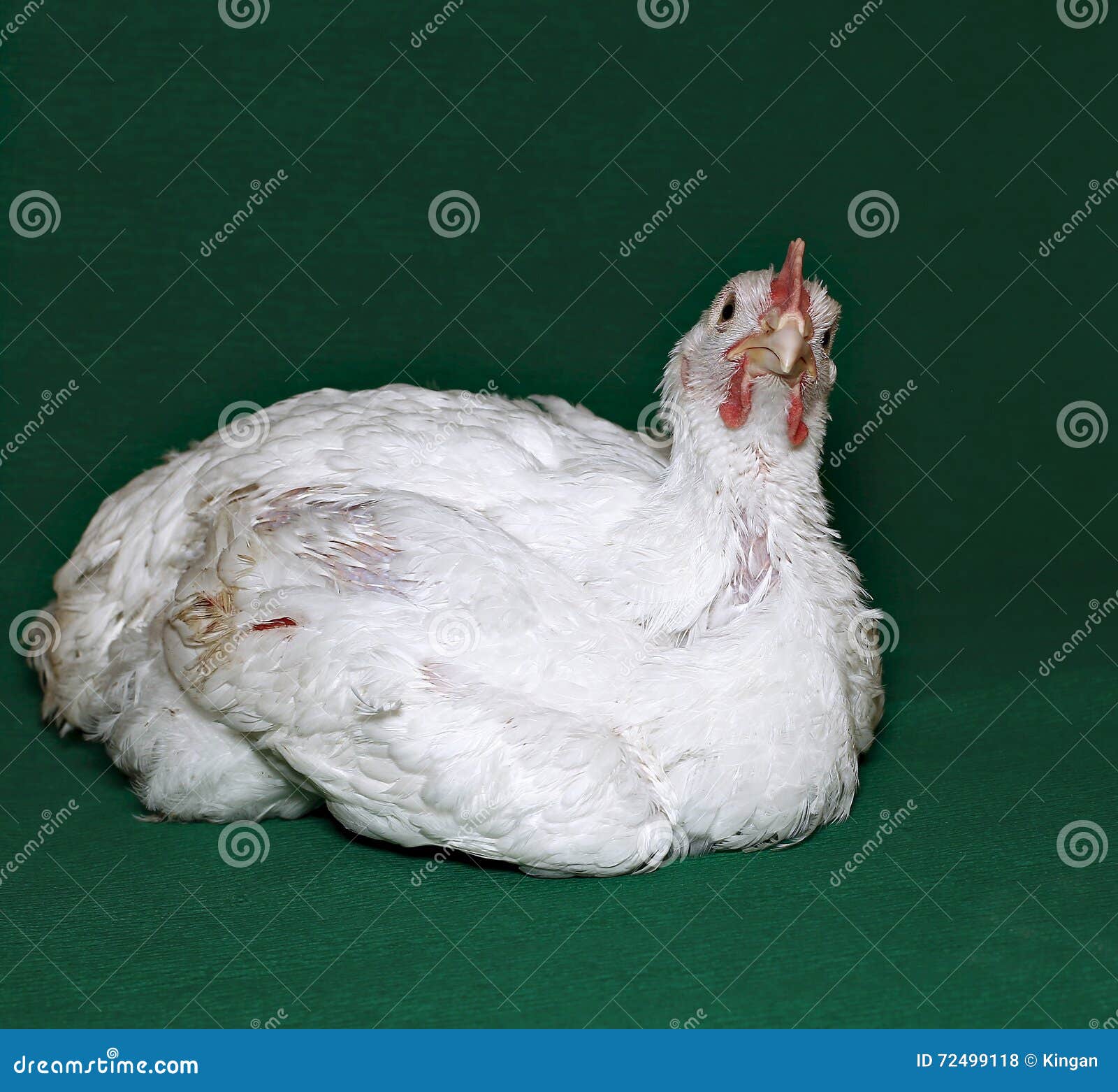 Young chick broiler stock photo. Image of cute, chickens - 72499118
