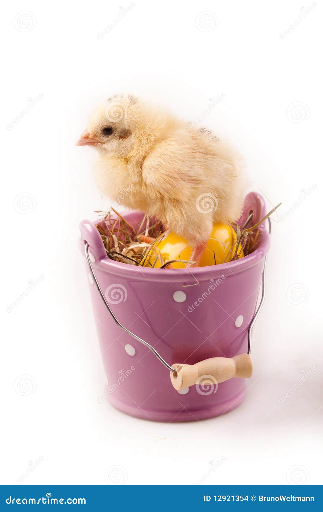 Young Chick in Bucket stock photo. Image of eggs, chicken - 12921354