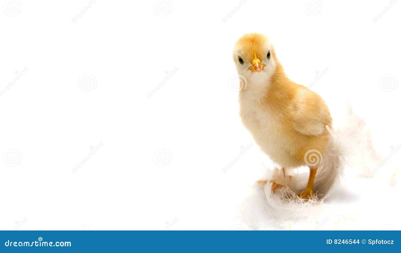 Young Chick - Easter Concept Stock Photo - Image of easter, clipping ...