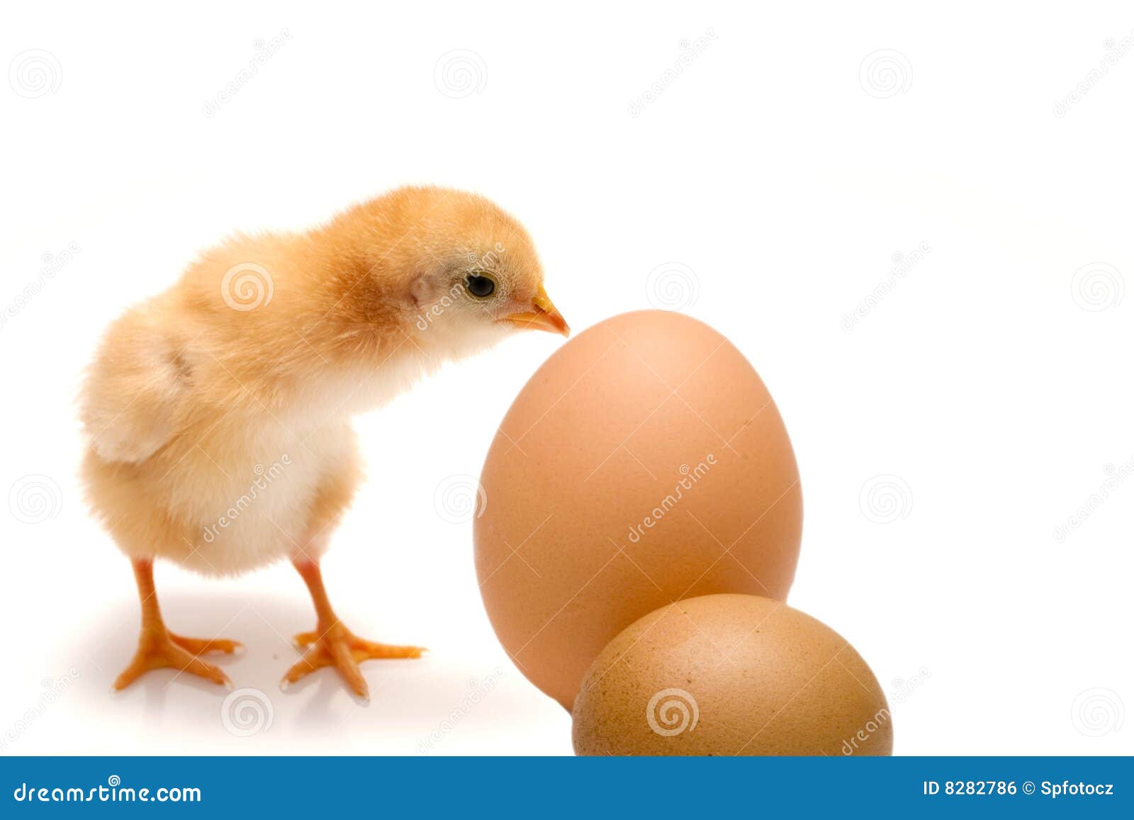 Young Chick - Easter Concept Stock Photo - Image of break, chicken: 8282786