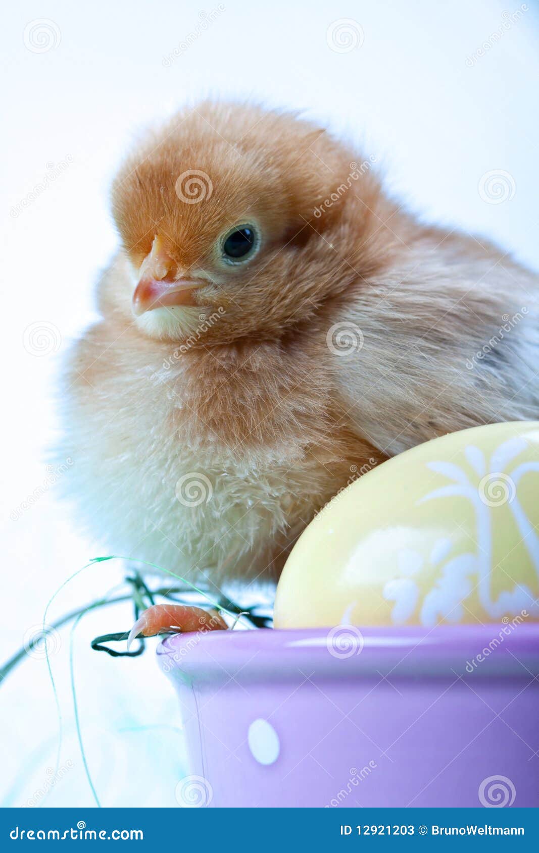Young Chick and Eggs stock image. Image of painted, bucket - 12921203