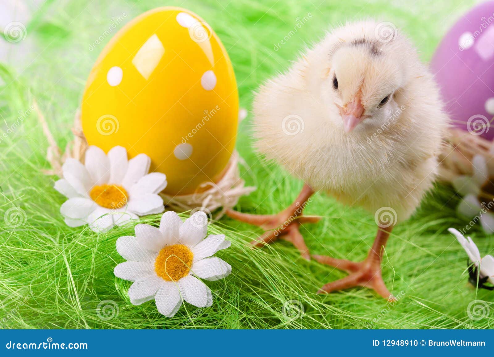Young Chick and Eggs stock photo. Image of hare, cute - 12948910