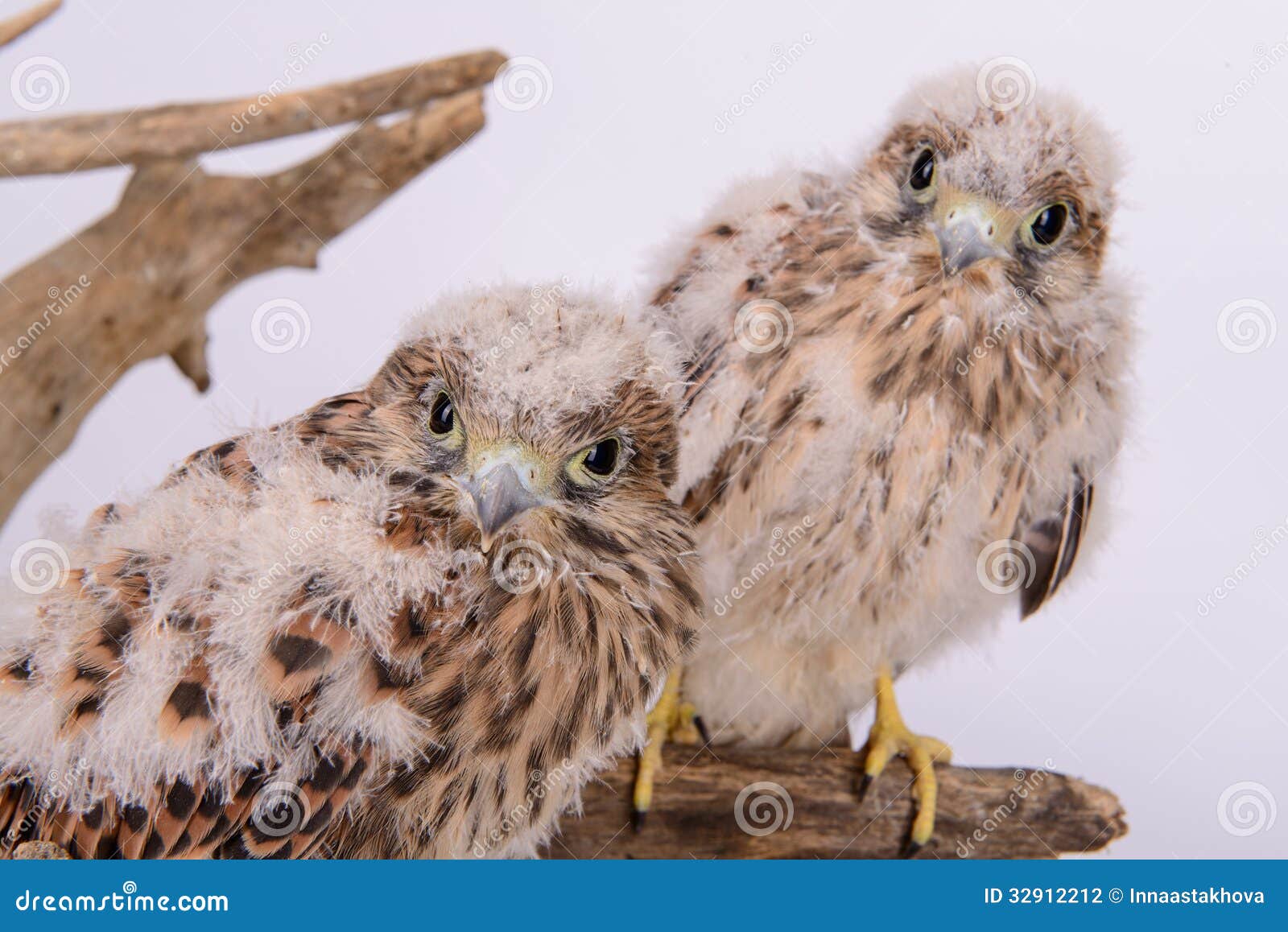 Young chick hawk stock photo. Image of handler, falconry - 32912212
