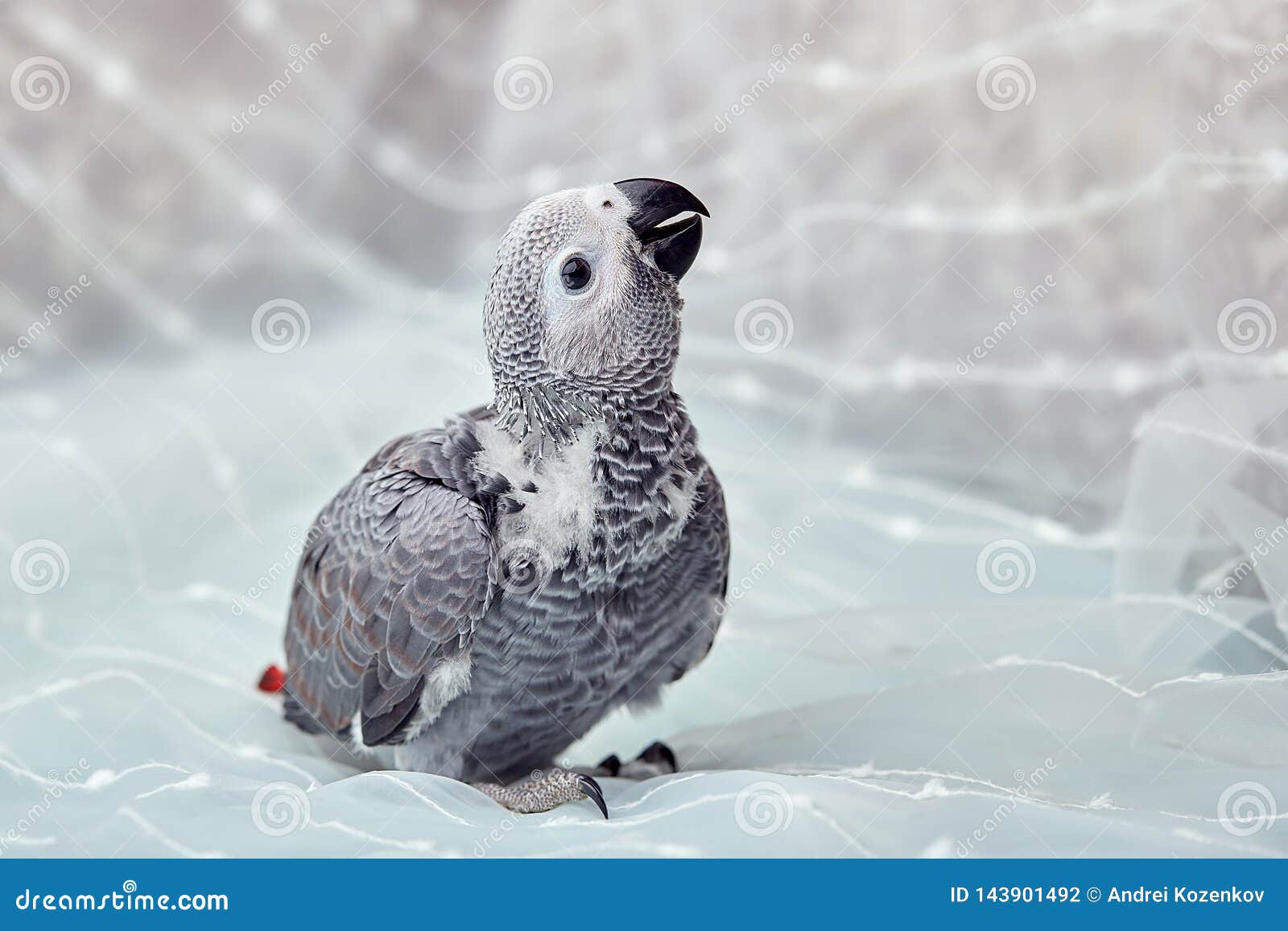 Young Chick Jaco Poses for the Camera Stock Photo - Image of animal ...