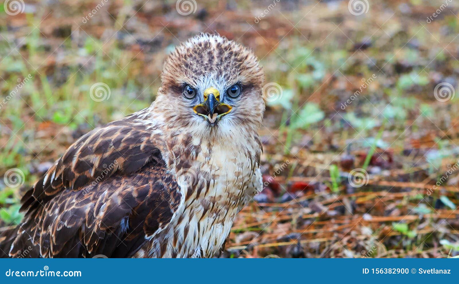 Young Chick Kite Sitting in a Meadow and Looking into the Frame Stock ...