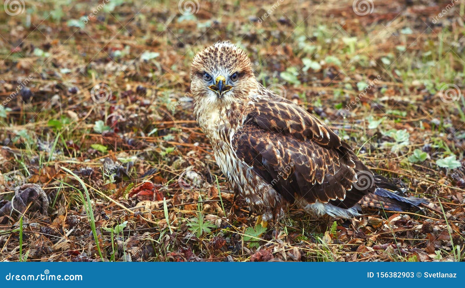 Young Chick Kite Sitting in a Meadow and Looking into the Frame Stock ...