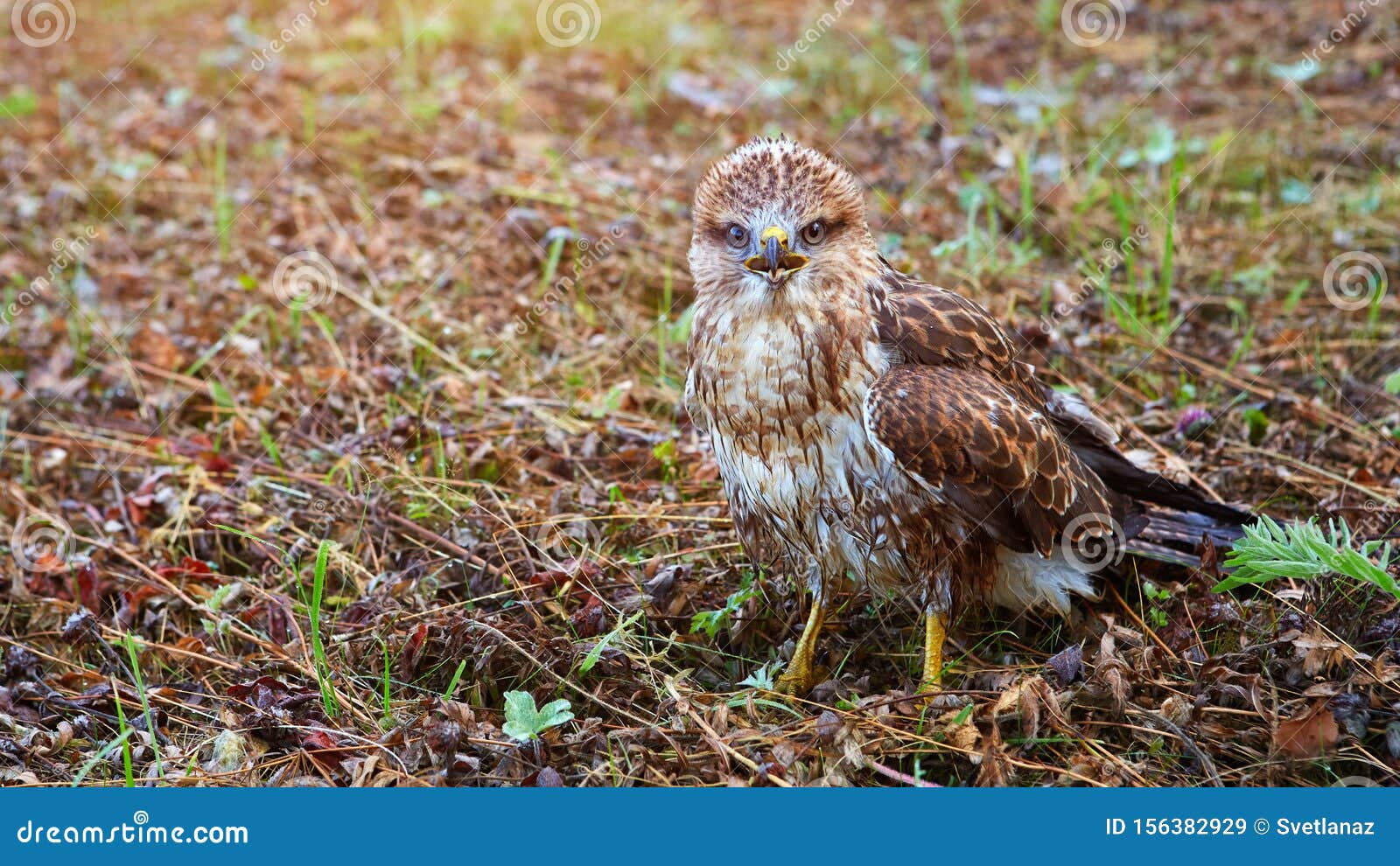 Young Chick Kite Sitting in a Meadow and Looking into the Frame Stock ...
