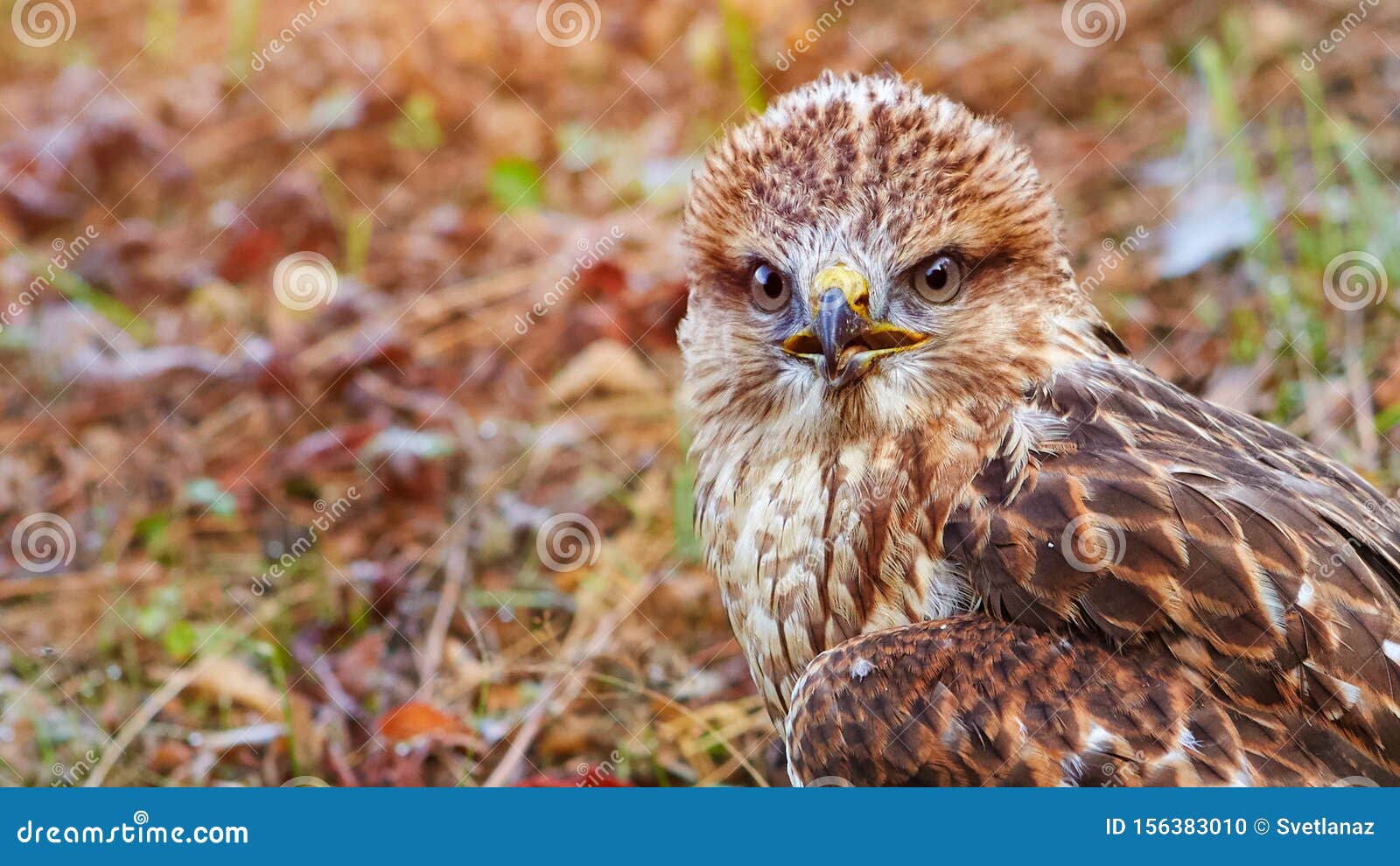 Young Chick Kite Sitting in a Meadow and Looking into the Frame Stock ...