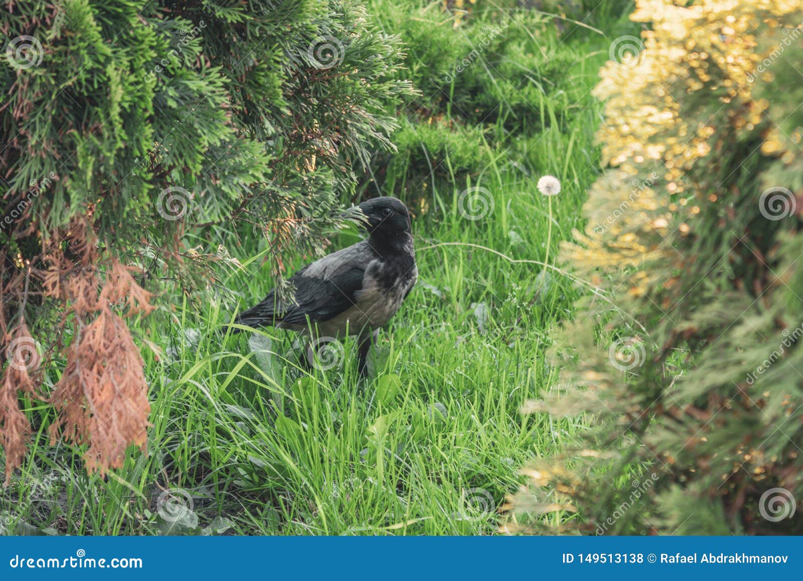 A Young Chick Magpie in the Grass. Crow Looks Surprised Stock Photo ...