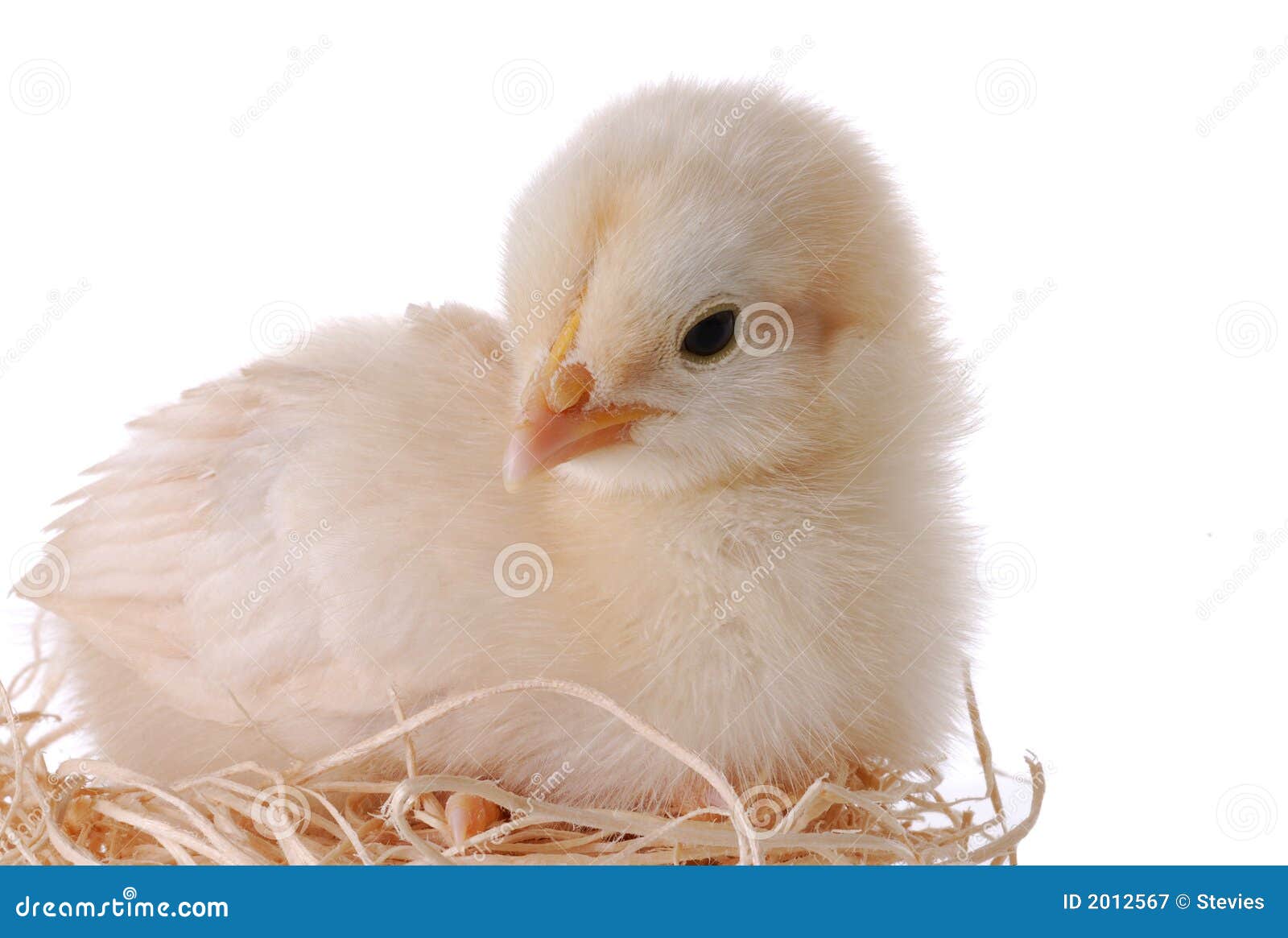 Young Chick in Nest stock image. Image of look, bird, chicken - 2012567
