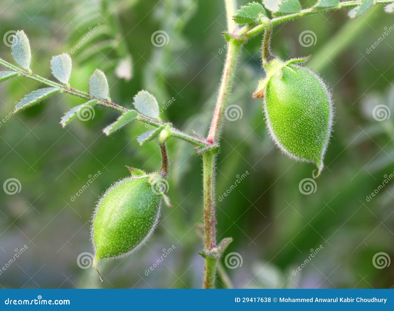 Young chick-pea pod stock photo. Image of meal, cooking - 29417638