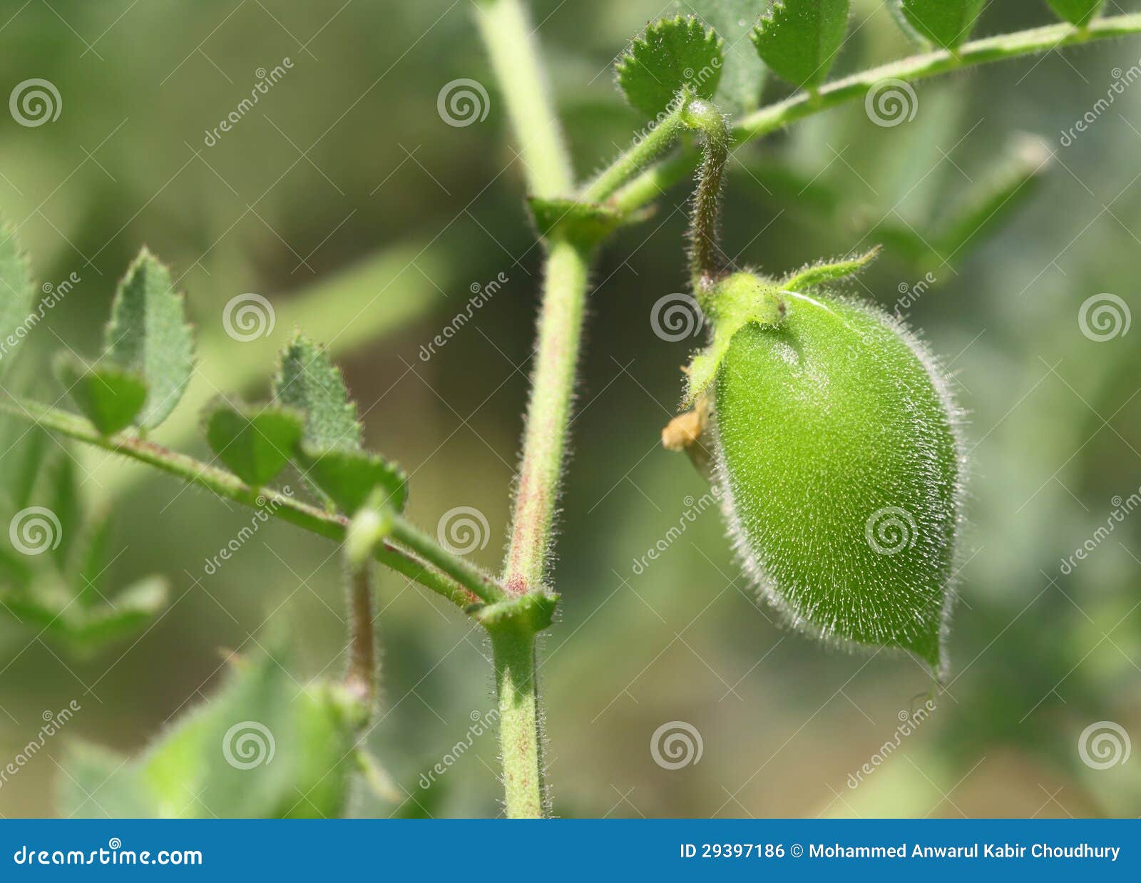 Young Chick-pea Pod in Chickpea Plant Stock Photo - Image of chickpea ...