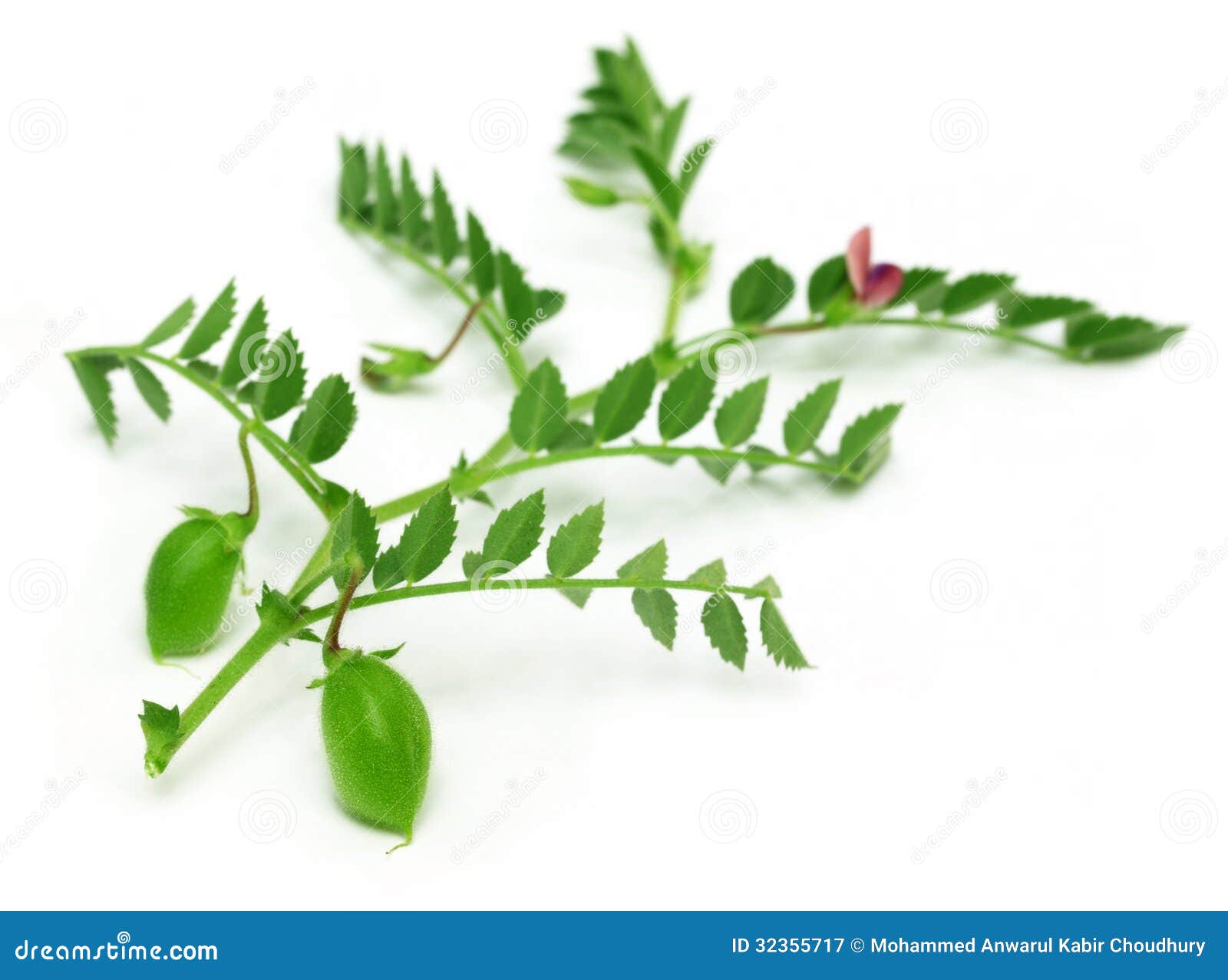 Young Chick-pea Pod in Chickpea Plant Stock Image - Image of green ...