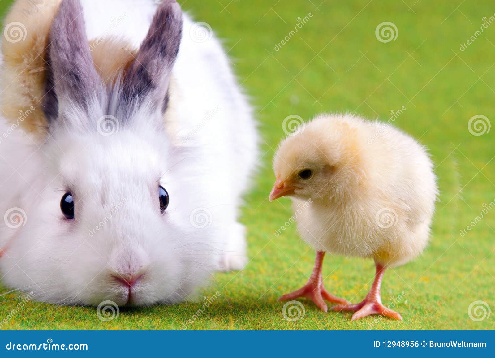 2,994 Young Rabbit Table Stock Photos - Free & Royalty-Free Stock ...