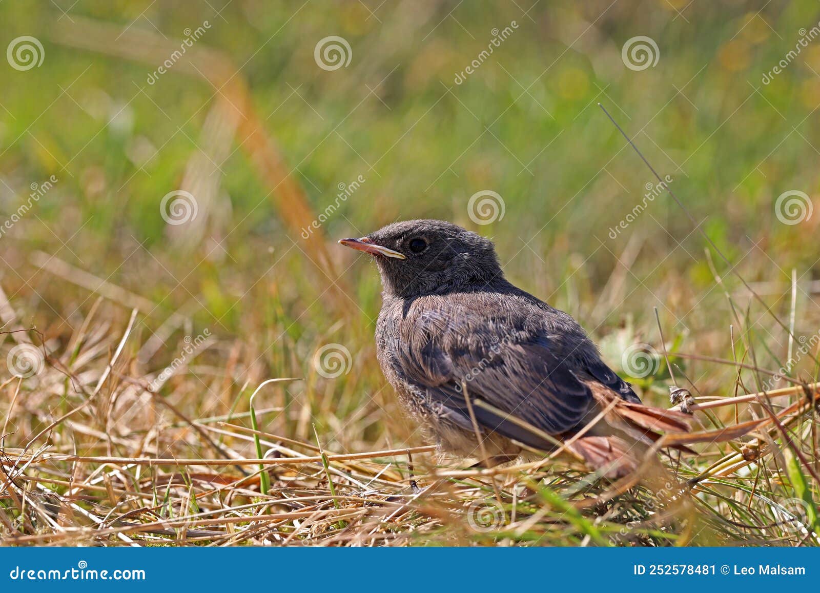 A Young Chick that Recently Flew Out of the Nest Stock Image - Image of ...
