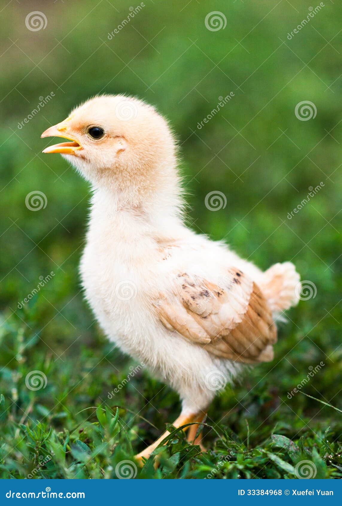 Young Chick stock photo. Image of poultry, young, meadow - 33384968