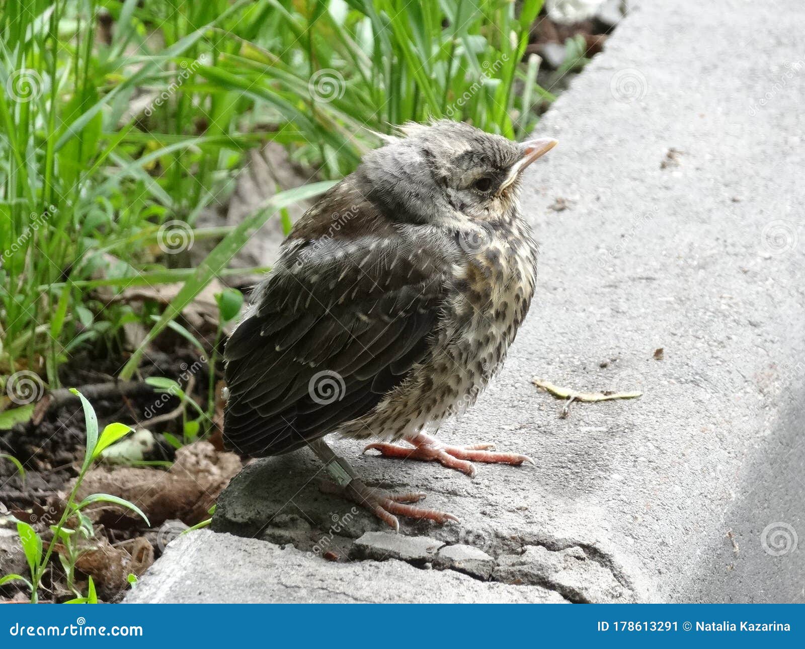 Young Chick of a Thrush of Fieldfare Sits on a Concrete Border on a ...