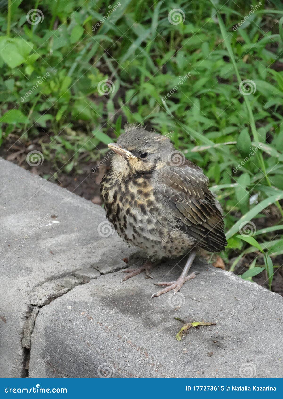 Young Chick of a Thrush of Fieldfare Sits on a Concrete Border on a ...