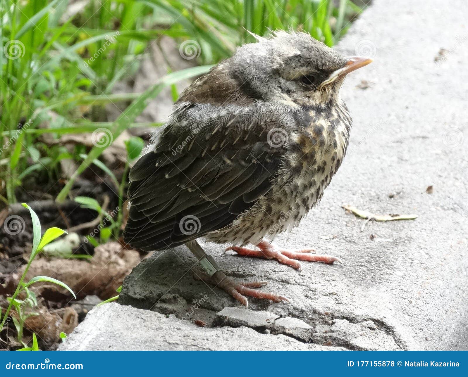 Young Chick of a Thrush of Fieldfare Sits on a Concrete Border on a ... Young Chick of a Thrush of Fieldfare Sits on a Concrete Border on a ...