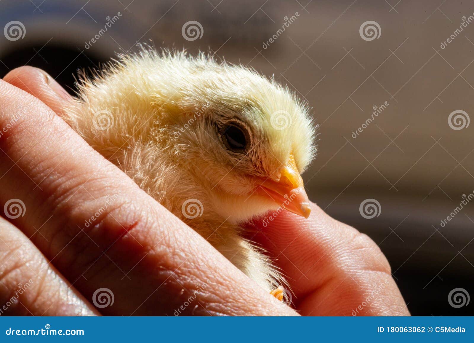 Young Chick with Visible Egg Tooth Stock Photo - Image of cute ...