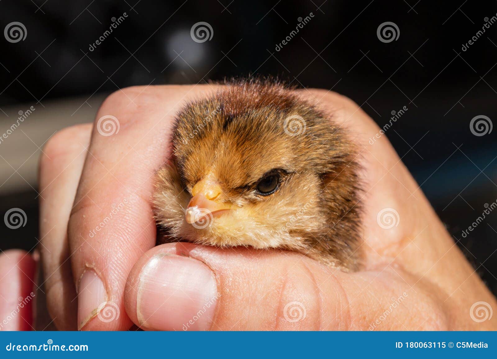 Young Chick with Visible Egg Tooth Stock Image - Image of newborn ...