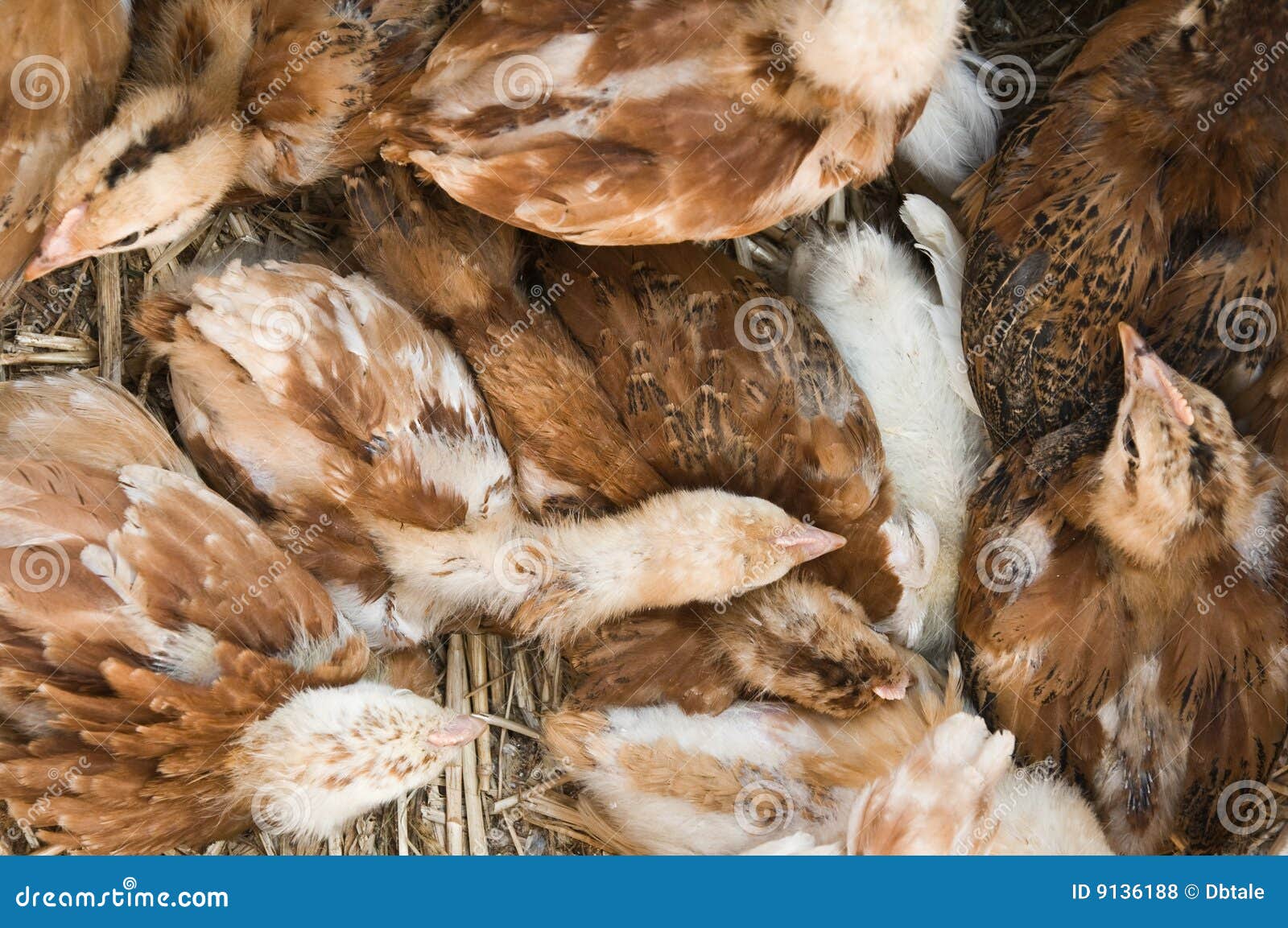 Young Chicken Group Resting Stock Photo - Image of farm, resting: 9136188