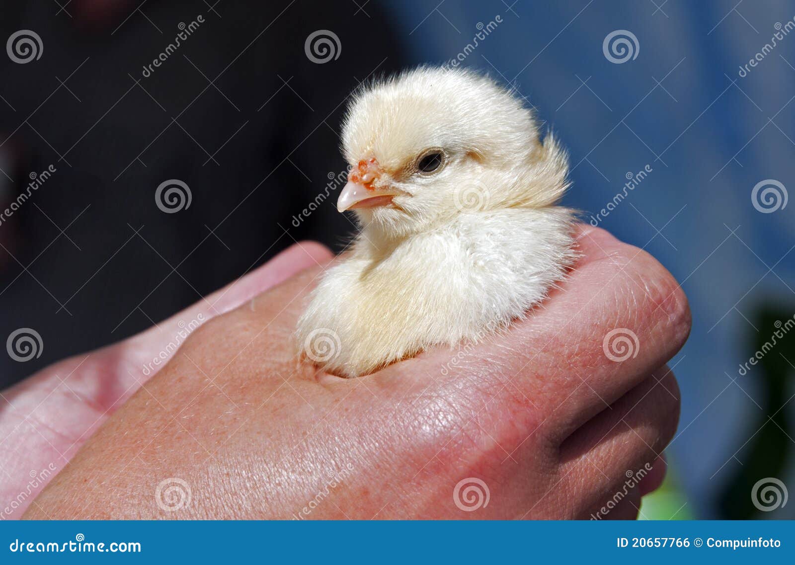Young chicken in hand stock photo. Image of newborn, outside - 20657766