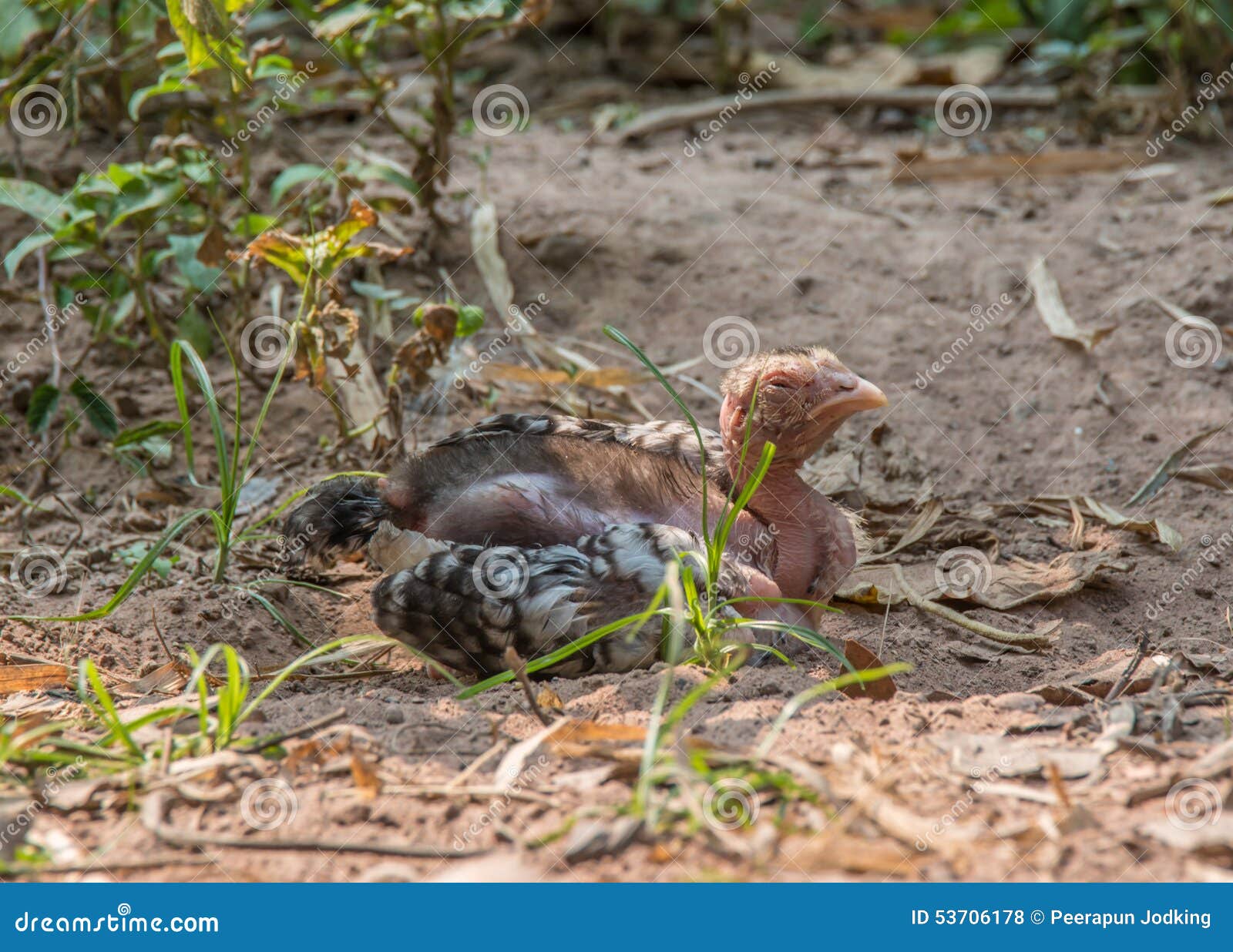 Young Chicken Sleeping in Garden Stock Photo - Image of chick, farm ...