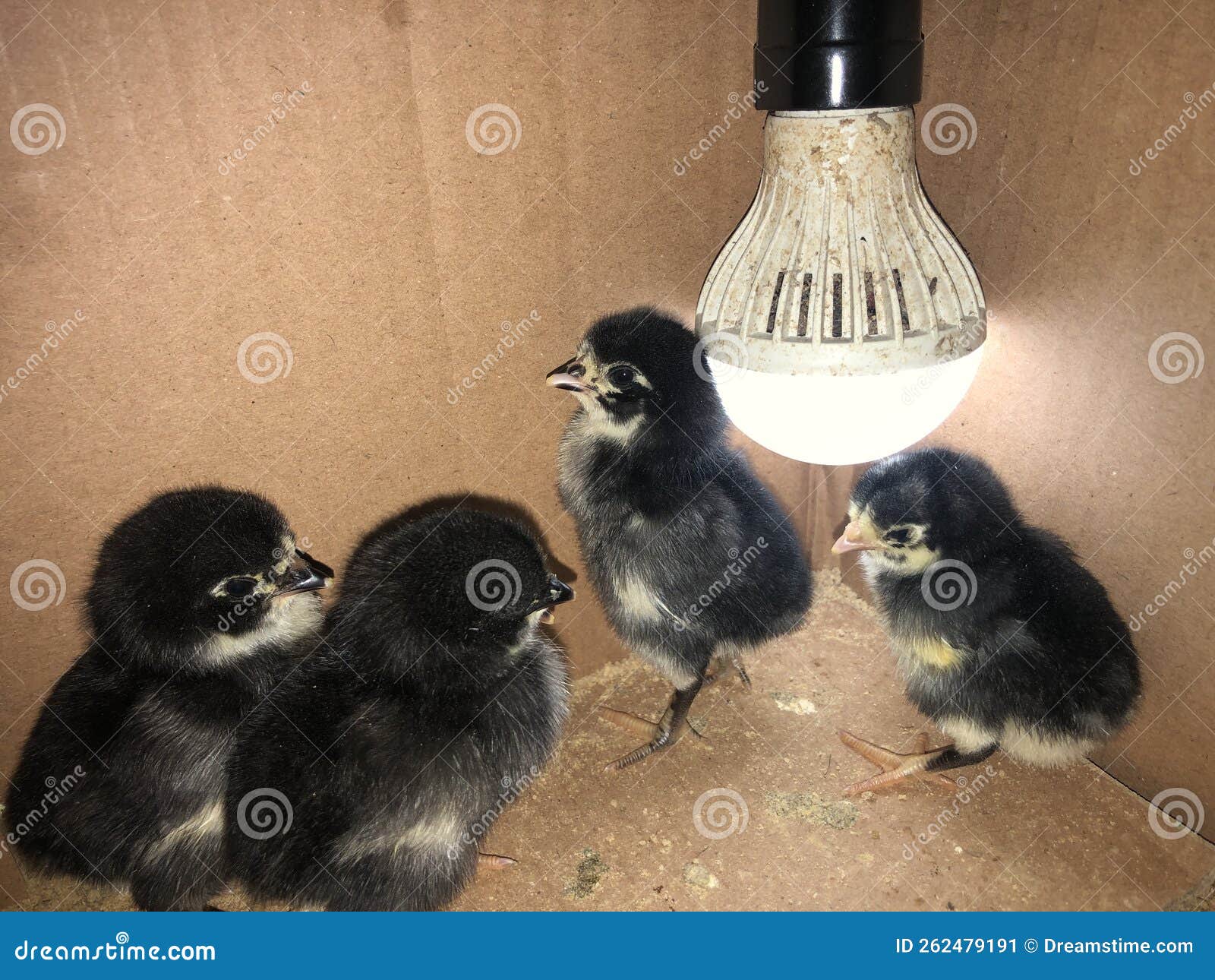 Young chicken under lamp stock image. Image of young - 262479191