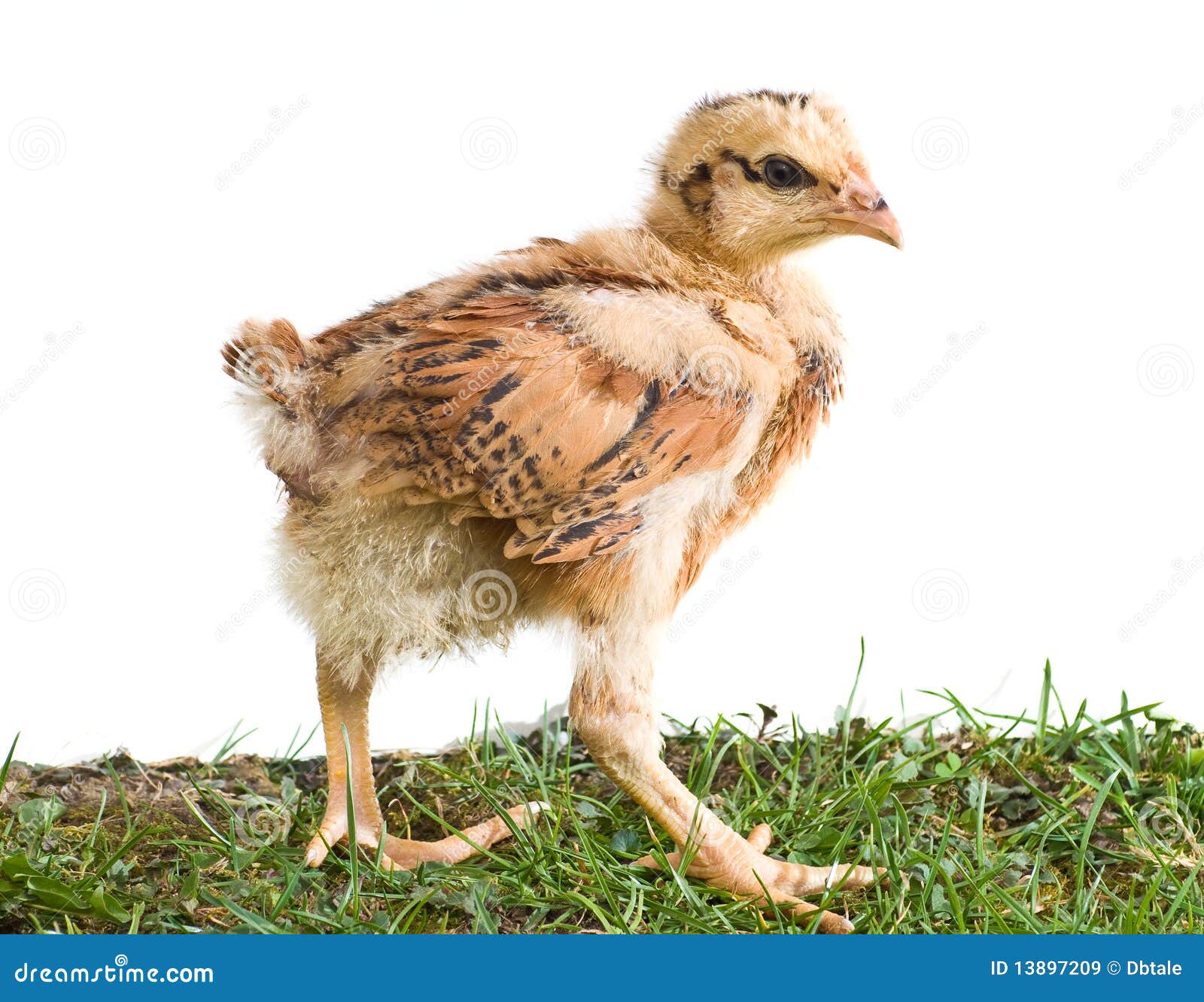 Chicken Walking On The Backyard On A Typical Indonesian Mountain ...