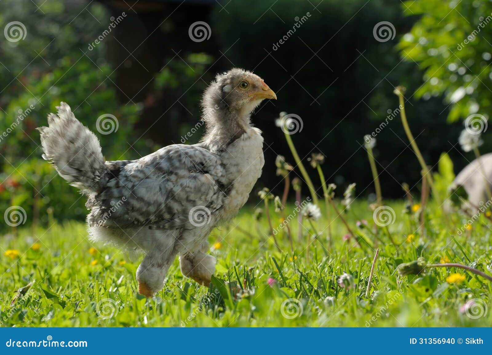 Young Chicken Walking on Lawn Stock Photo - Image of grass, motion ...