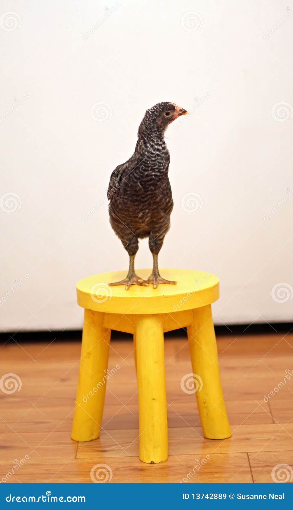 Young Chicken on Yellow Stool Stock Image - Image of wall, feathers ...