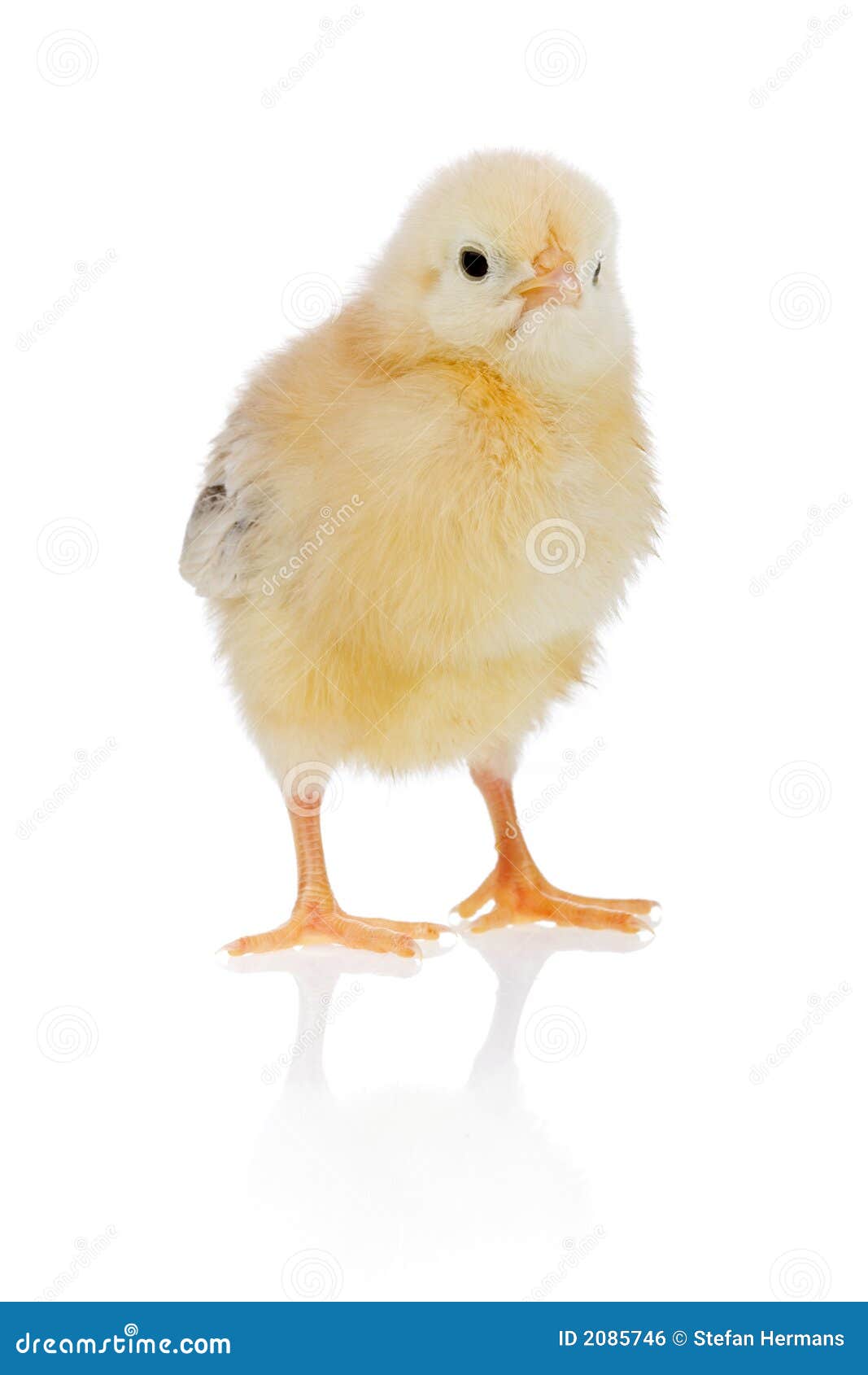 Young Chicken, Yellow Version Stock Photo - Image of isolated ...