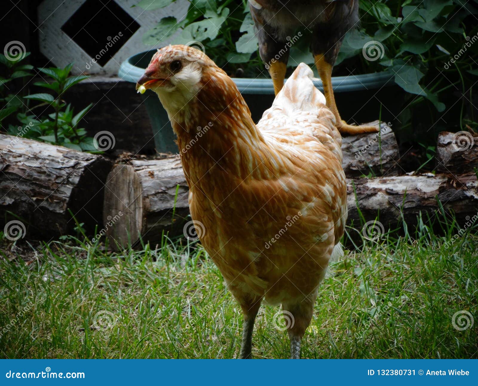 Young chicken stock image. Image of young, lawn, chicken - 132380731