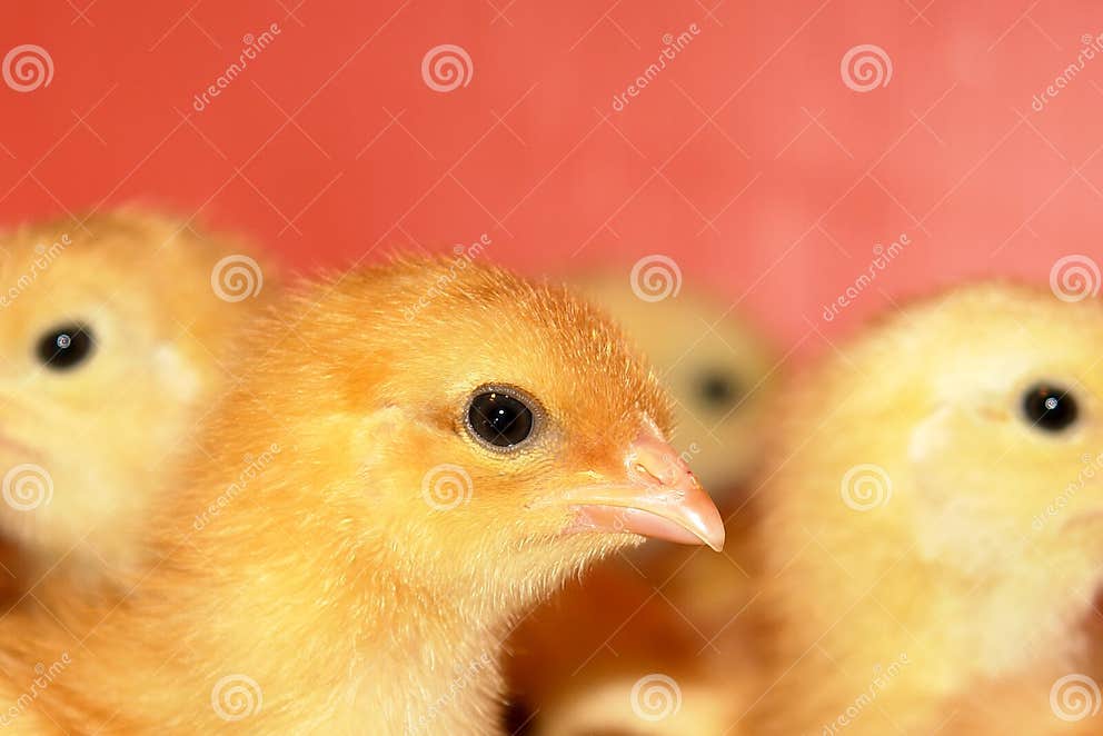 Young Chickens stock photo. Image of chicks, chicken, chickens - 2658842
