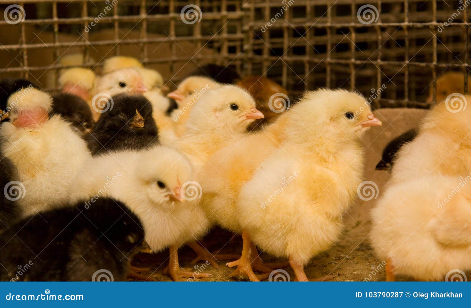 Young chickens in a cage stock image. Image of barn - 103790287