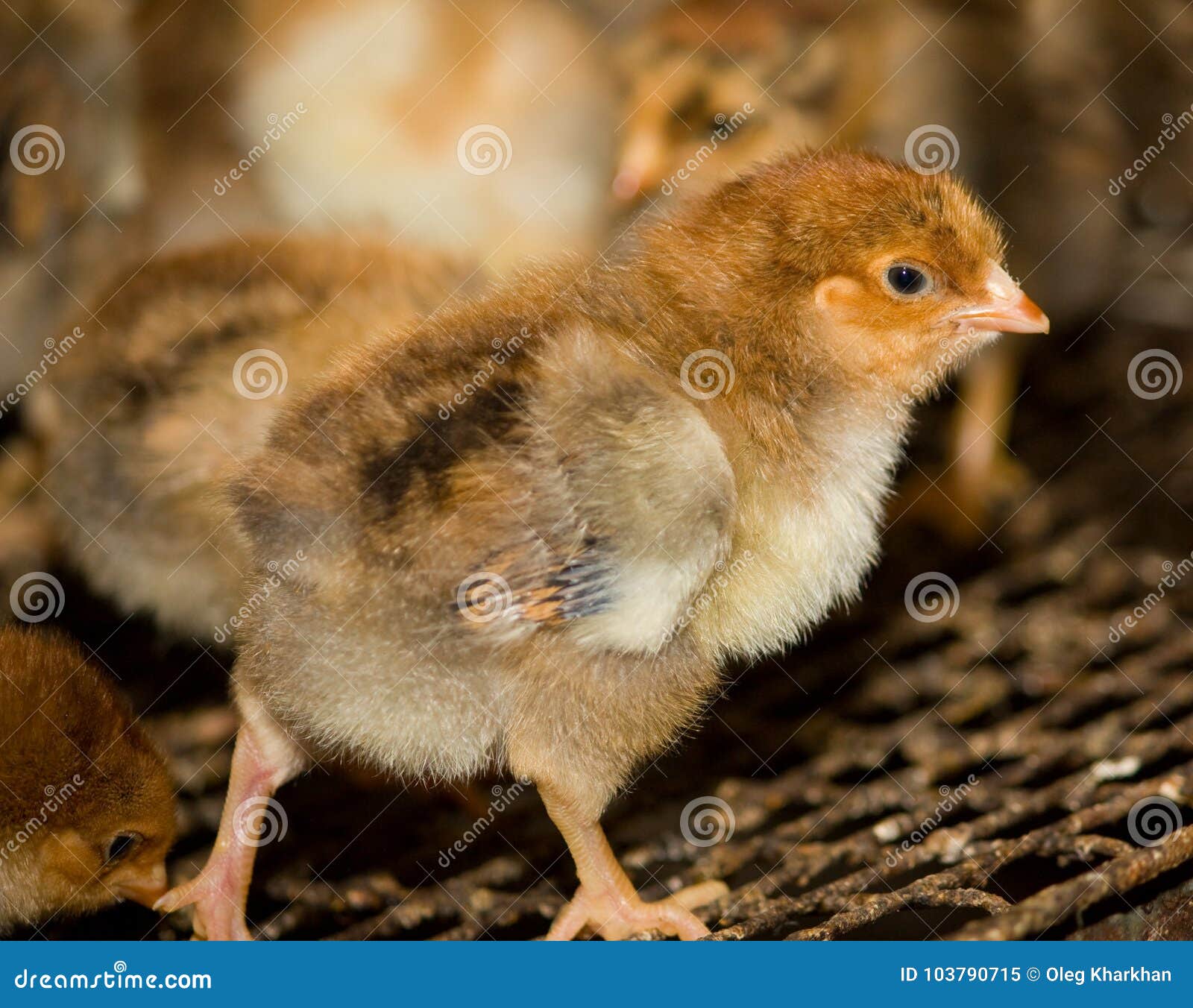 Young chickens in a cage stock image. Image of grunge - 103790715