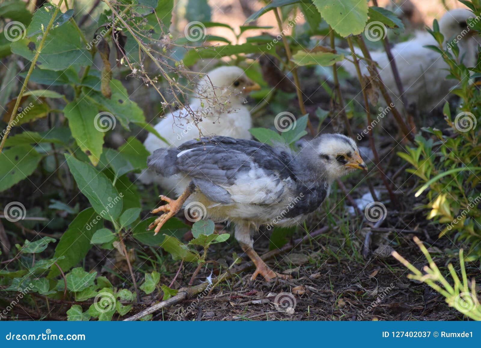 Young Chickens stock image. Image of behavior, breeding - 127402037