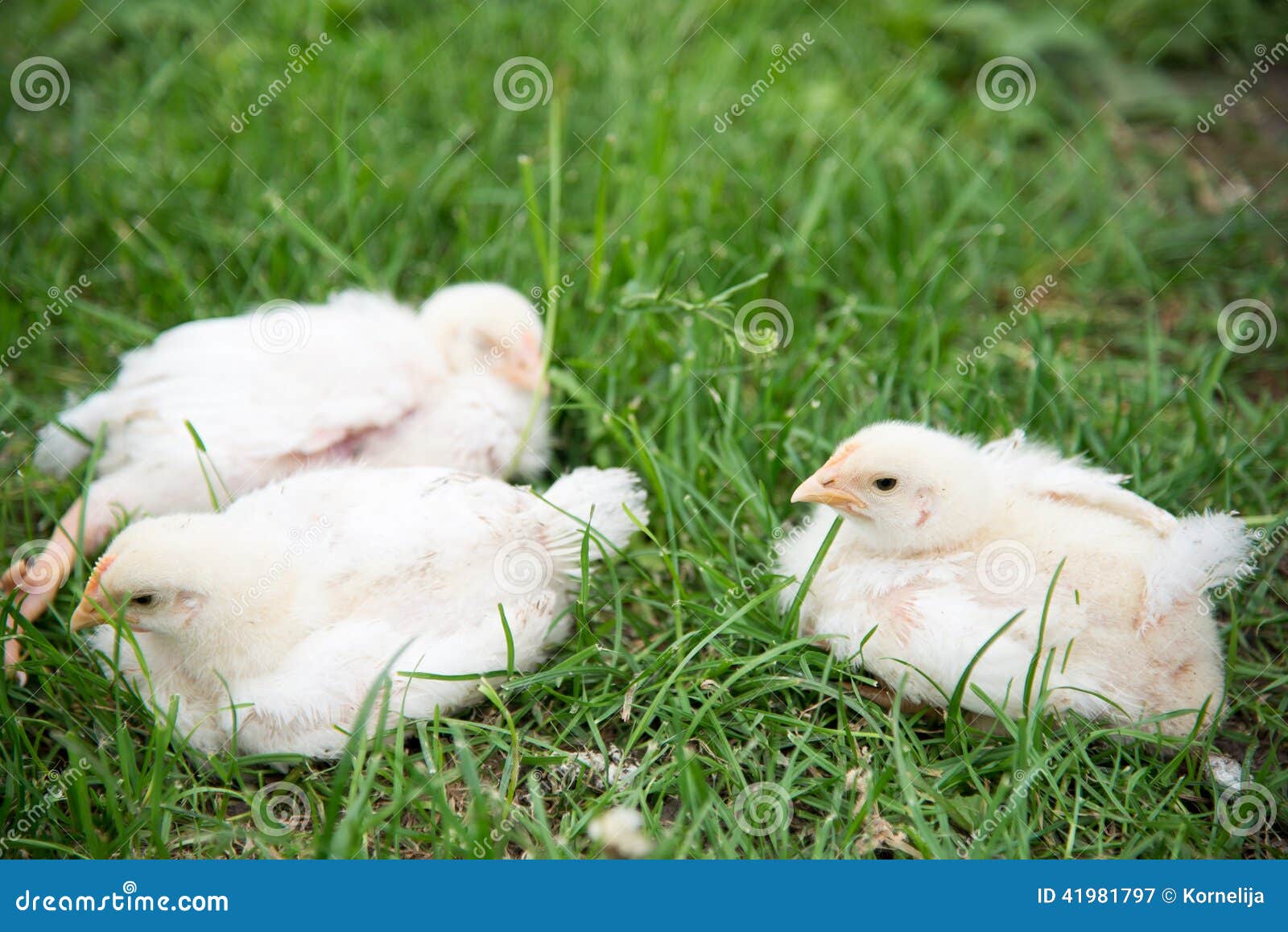 Young chicks in grass stock image. Image of coop, looking - 41981797