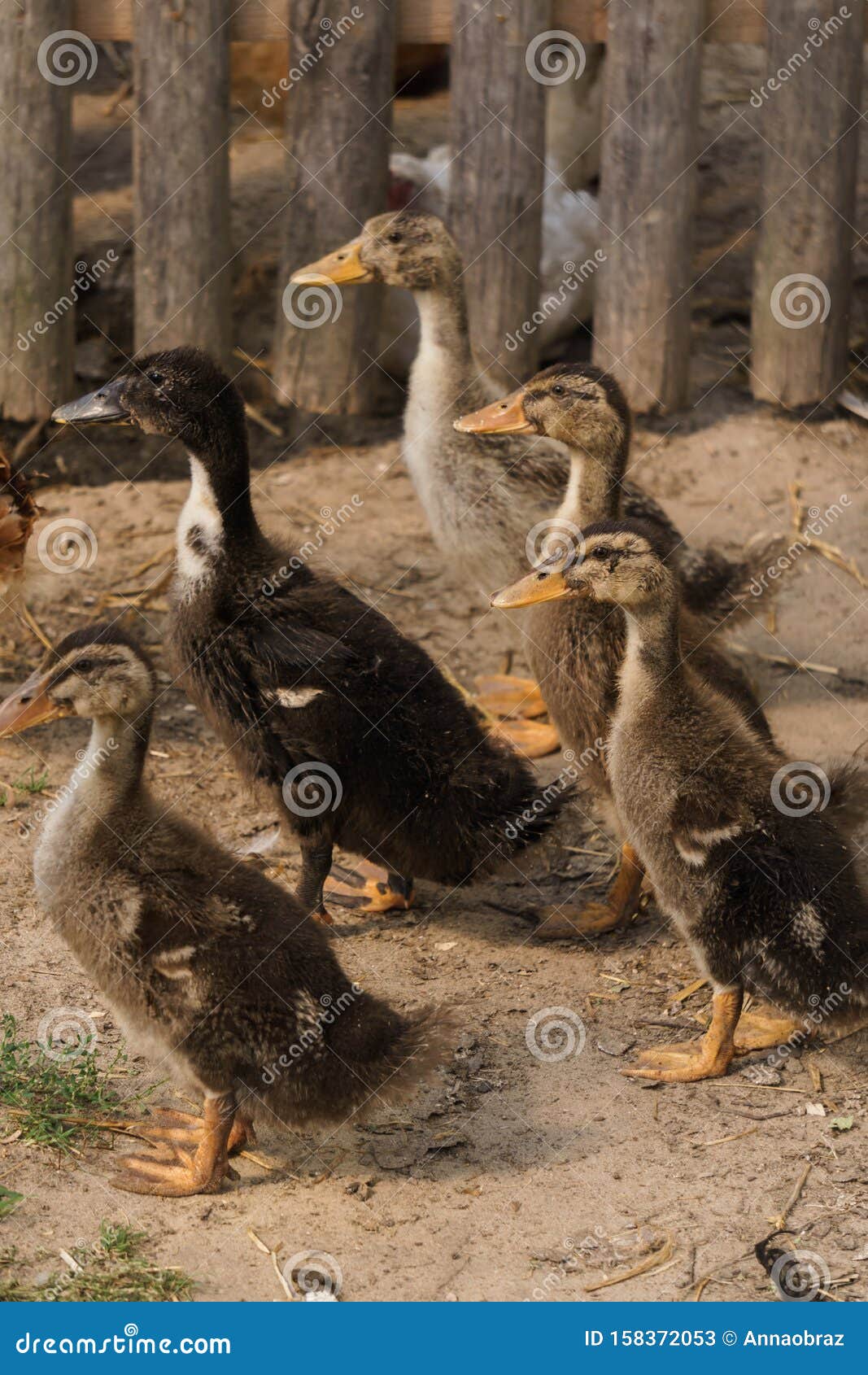 Young Chicks of Gray Domestic Ducks in a Rural Yard Stock Image - Image ...